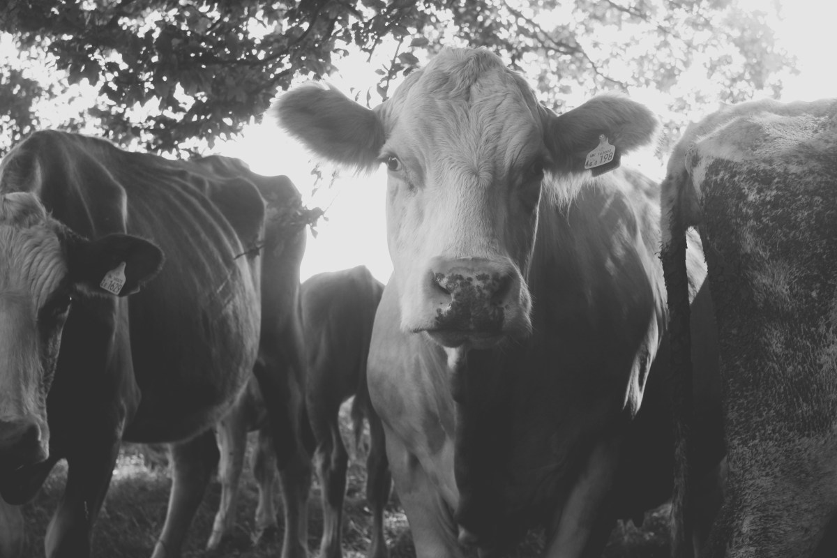 sunday cows – resarf poetry